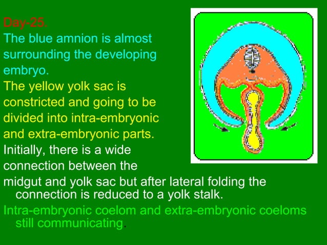 Folding of embryo | PPT | Biological Sciences | Science