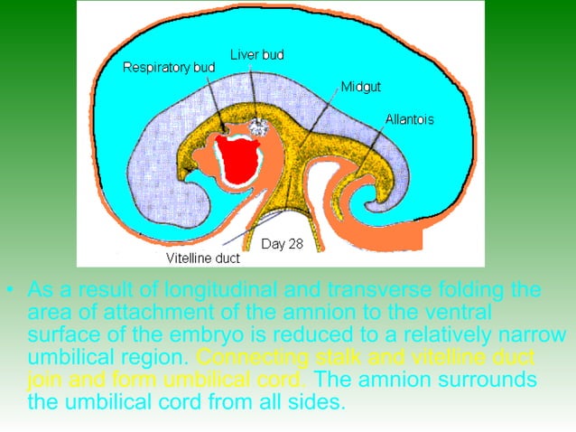 Folding of embryo | PPT | Biological Sciences | Science