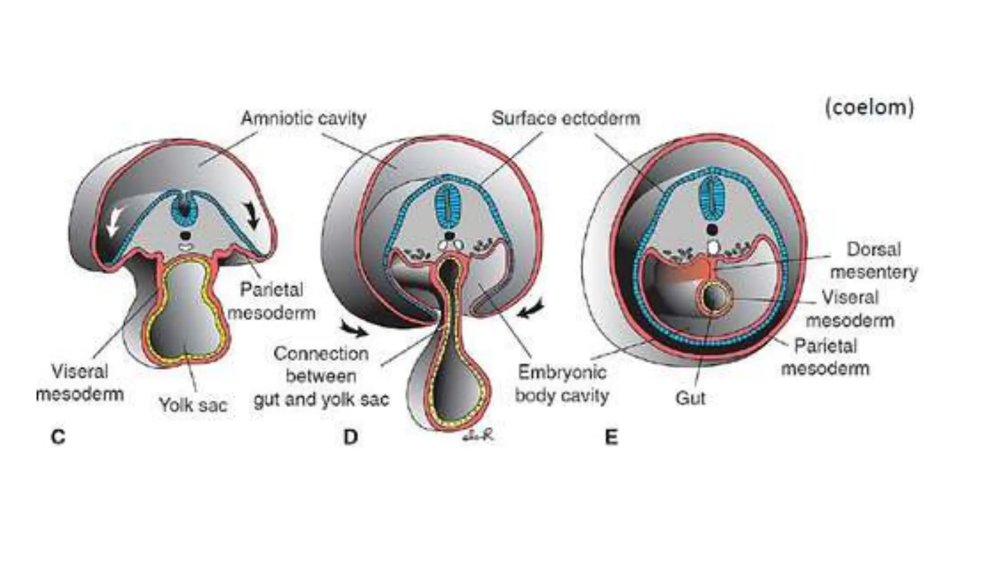FOLDING OF EMBRYONIC DISC DENTAL STUDENT ANATOMY.pdf
