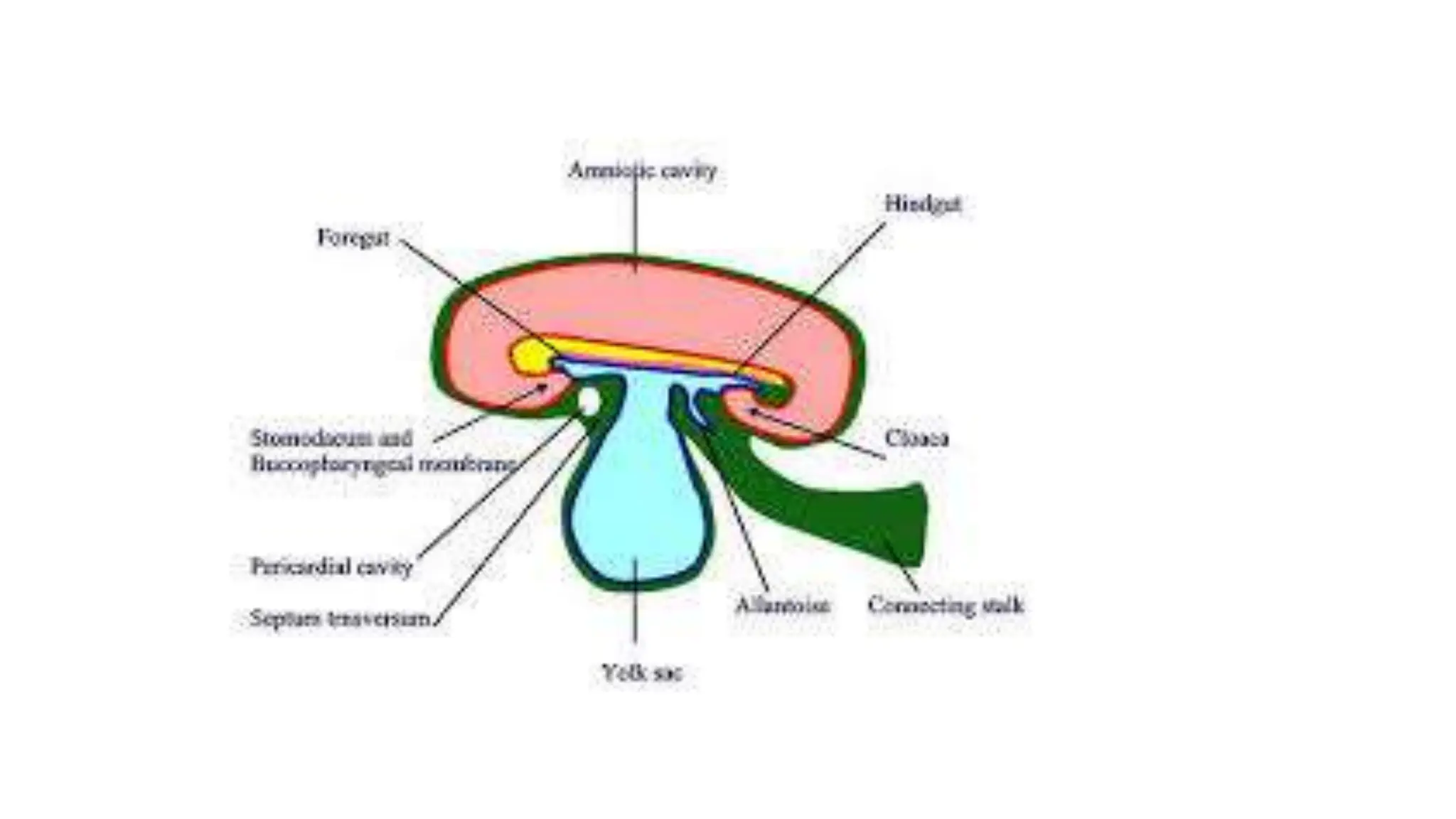 FOLDING OF EMBRYONIC DISC DENTAL STUDENT ANATOMY.pdf