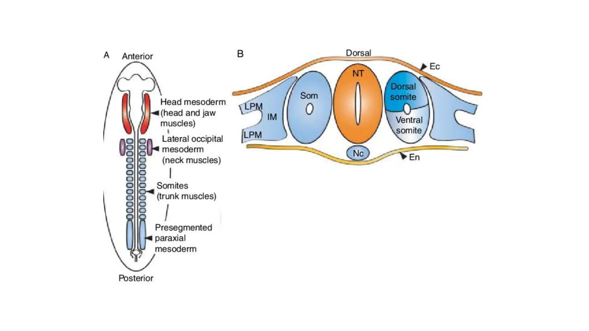 FOLDING OF EMBRYONIC DISC DENTAL STUDENT ANATOMY.pdf