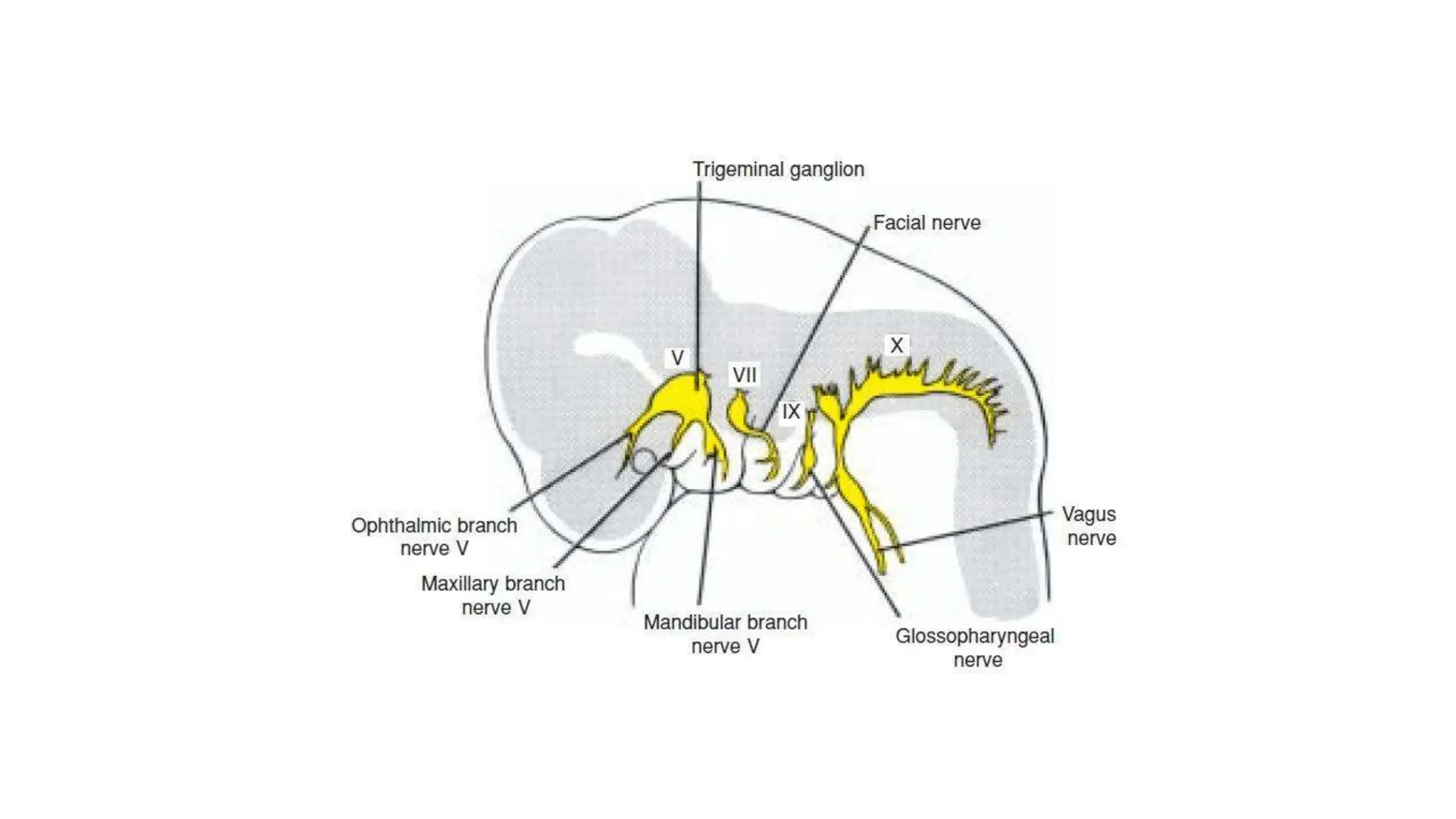 FOLDING OF EMBRYONIC DISC DENTAL STUDENT ANATOMY.pdf