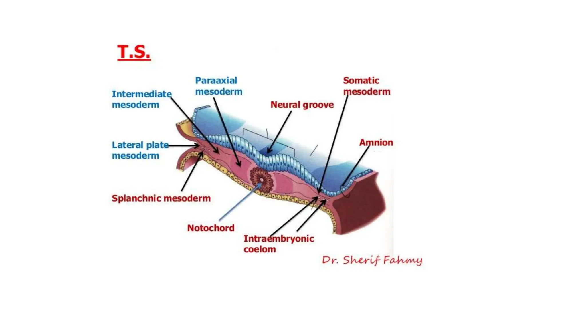 FOLDING OF EMBRYONIC DISC DENTAL STUDENT ANATOMY.pdf