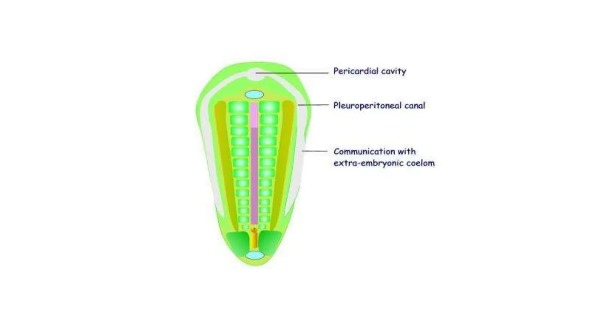 FOLDING OF EMBRYONIC DISC DENTAL STUDENT ANATOMY.pdf