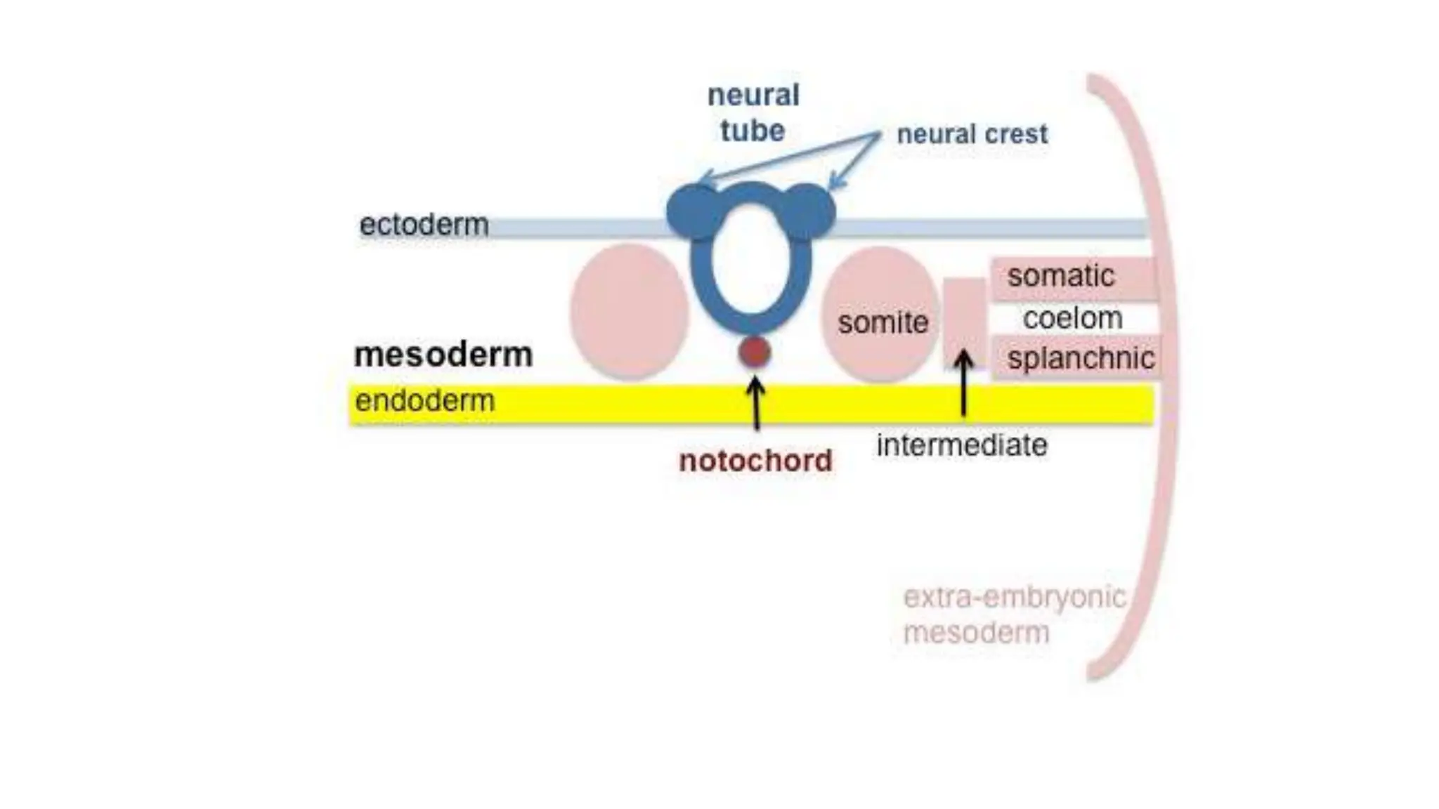 FOLDING OF EMBRYONIC DISC DENTAL STUDENT ANATOMY.pdf