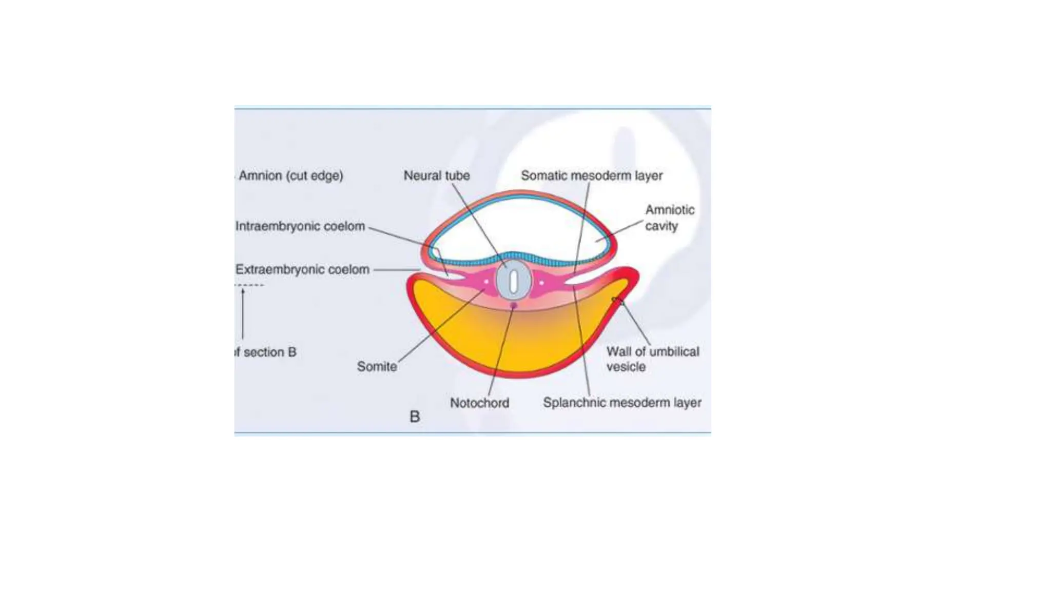 FOLDING OF EMBRYONIC DISC DENTAL STUDENT ANATOMY.pdf