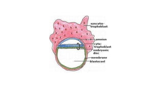 FOLDING OF EMBRYONIC DISC DENTAL STUDENT ANATOMY.pdf
