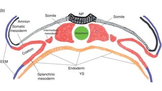 FOLDING OF EMBRYONIC DISC DENTAL STUDENT ANATOMY.pdf
