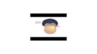 FOLDING OF EMBRYONIC DISC DENTAL STUDENT ANATOMY.pdf