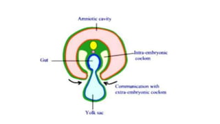FOLDING OF EMBRYONIC DISC DENTAL STUDENT ANATOMY.pdf
