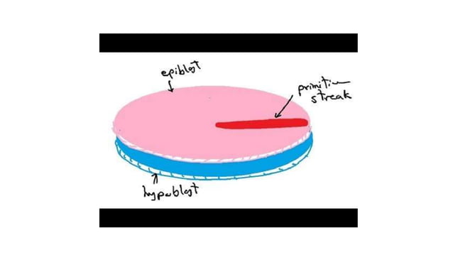 FOLDING OF EMBRYONIC DISC DENTAL STUDENT ANATOMY.pdf
