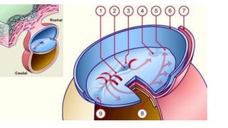 FOLDING OF EMBRYONIC DISC DENTAL STUDENT ANATOMY.pdf