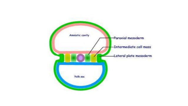 FOLDING OF EMBRYONIC DISC DENTAL STUDENT ANATOMY.pdf