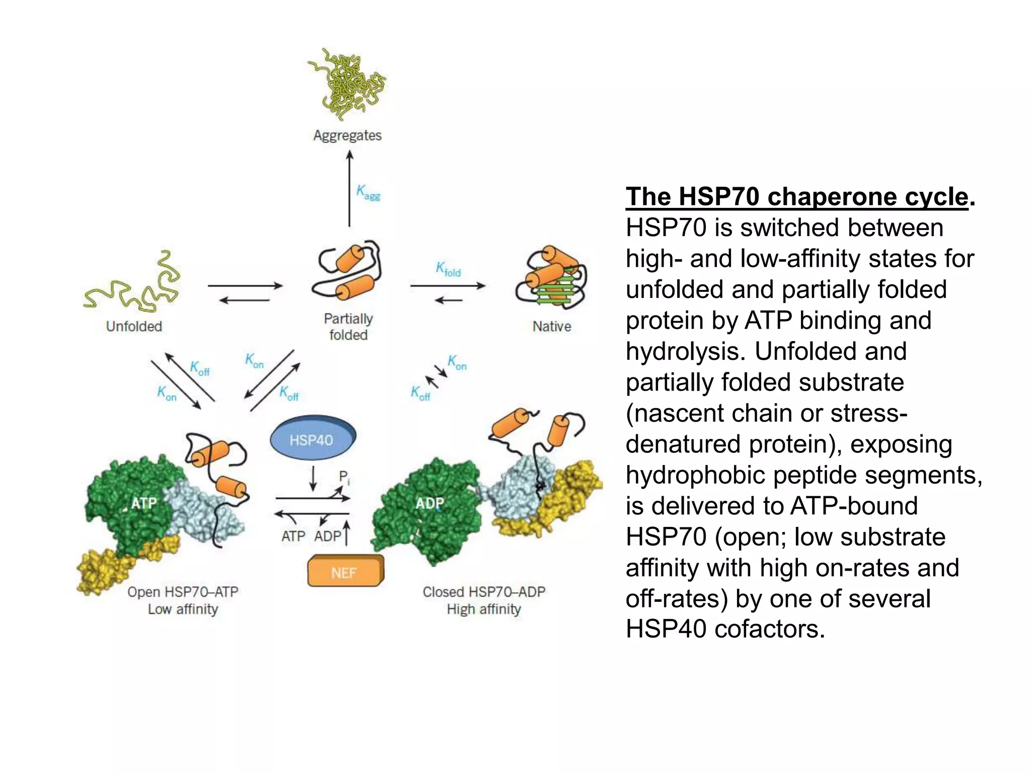 Folding of Protein and Chaperons and various protein.pptx