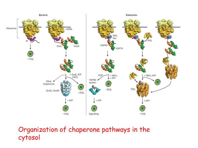 Folding of Protein and Chaperons and various protein.pptx