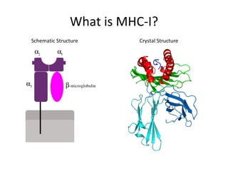 Folding Recombinant MHC-I | PPT