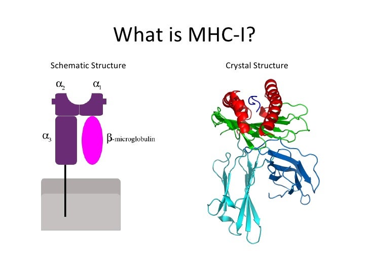 Folding Recombinant MHC-I