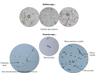 Foldscope DBT Victus Labs | PDF | Gardening | Home & Garden