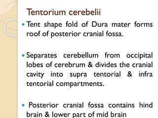 Folds of Dura Mater brain neuroscience science and technology and ...