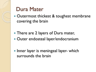 Folds of Dura Mater brain neuroscience science and technology and ...