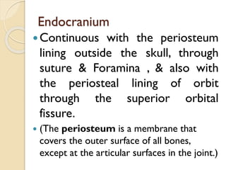 Folds of Dura Mater brain neuroscience science and technology and ...