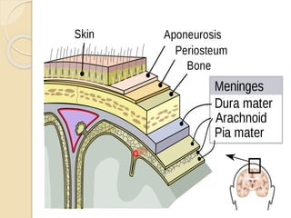 Folds of Dura Mater brain neuroscience science and technology and ...