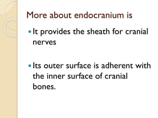 Folds of Dura Mater brain neuroscience science and technology and ...