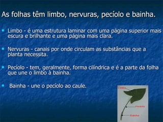 Folha | PPT