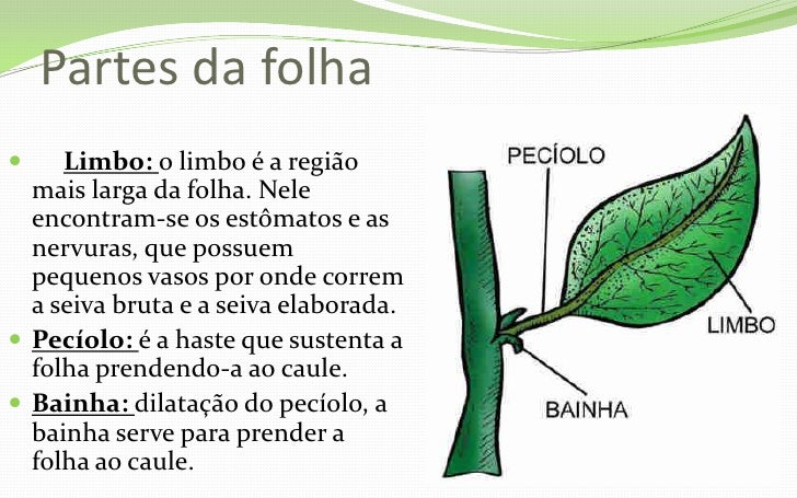 Folha
