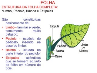 Aula sobre Folha - Anatomia e Morfologia Vegetal | PPT