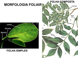 sistema caulinas - folha morfologia biologia | PDF