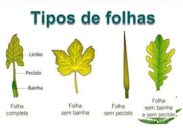 Folhas