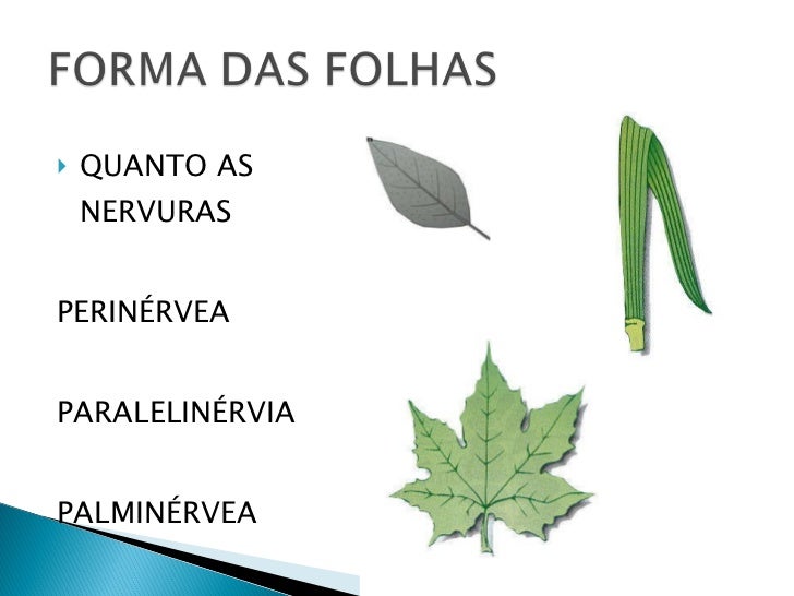 Folhas