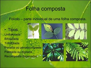 Folhas | PPT