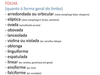 Folhas | PPTX
