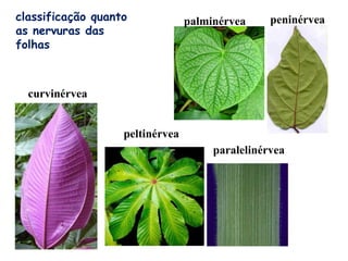 Folhas 2012 aula | PPT