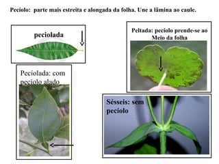 Folhas 2012 aula | PPT