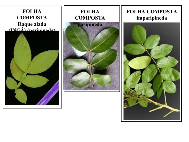 Folha Composta Trifoliada