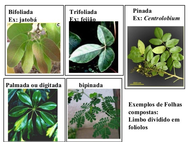 Folha Composta Trifoliada