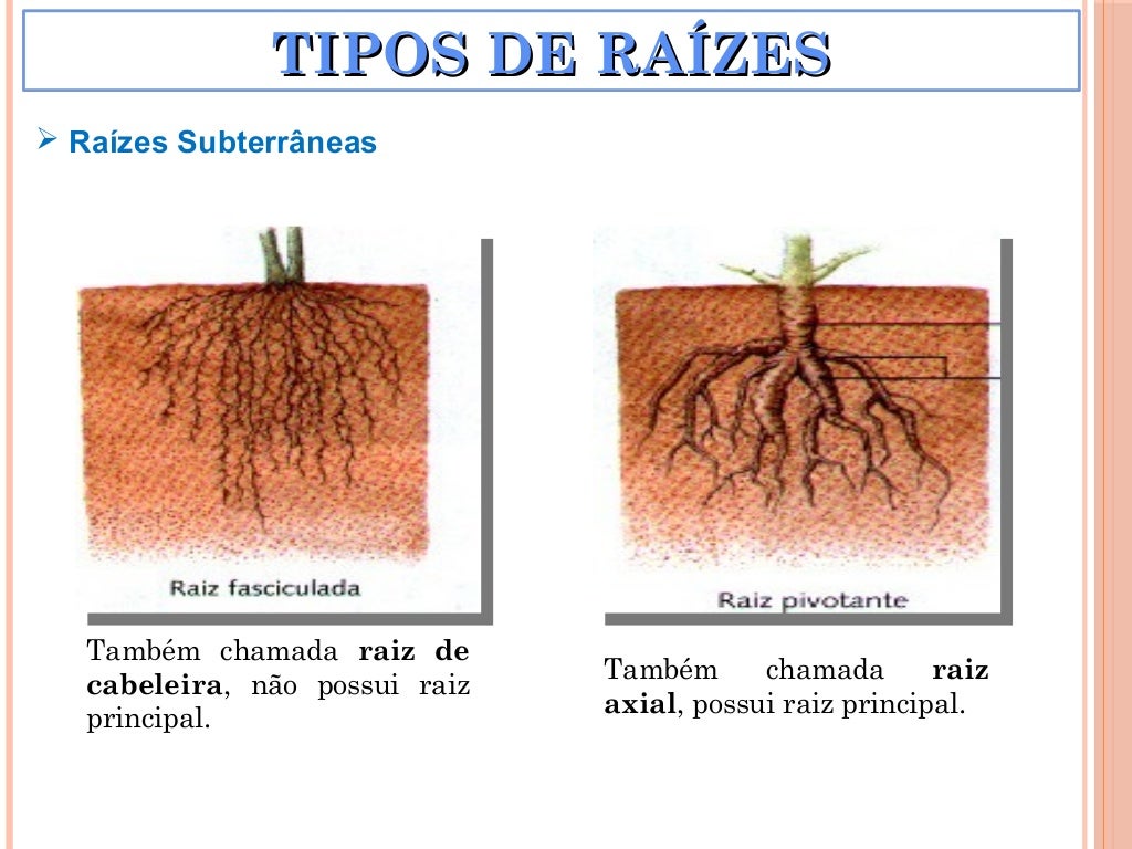 Folhas caules e raízes
