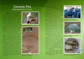 Folheto pitu | PDF