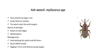 Foliage pests of mulberry | PPT