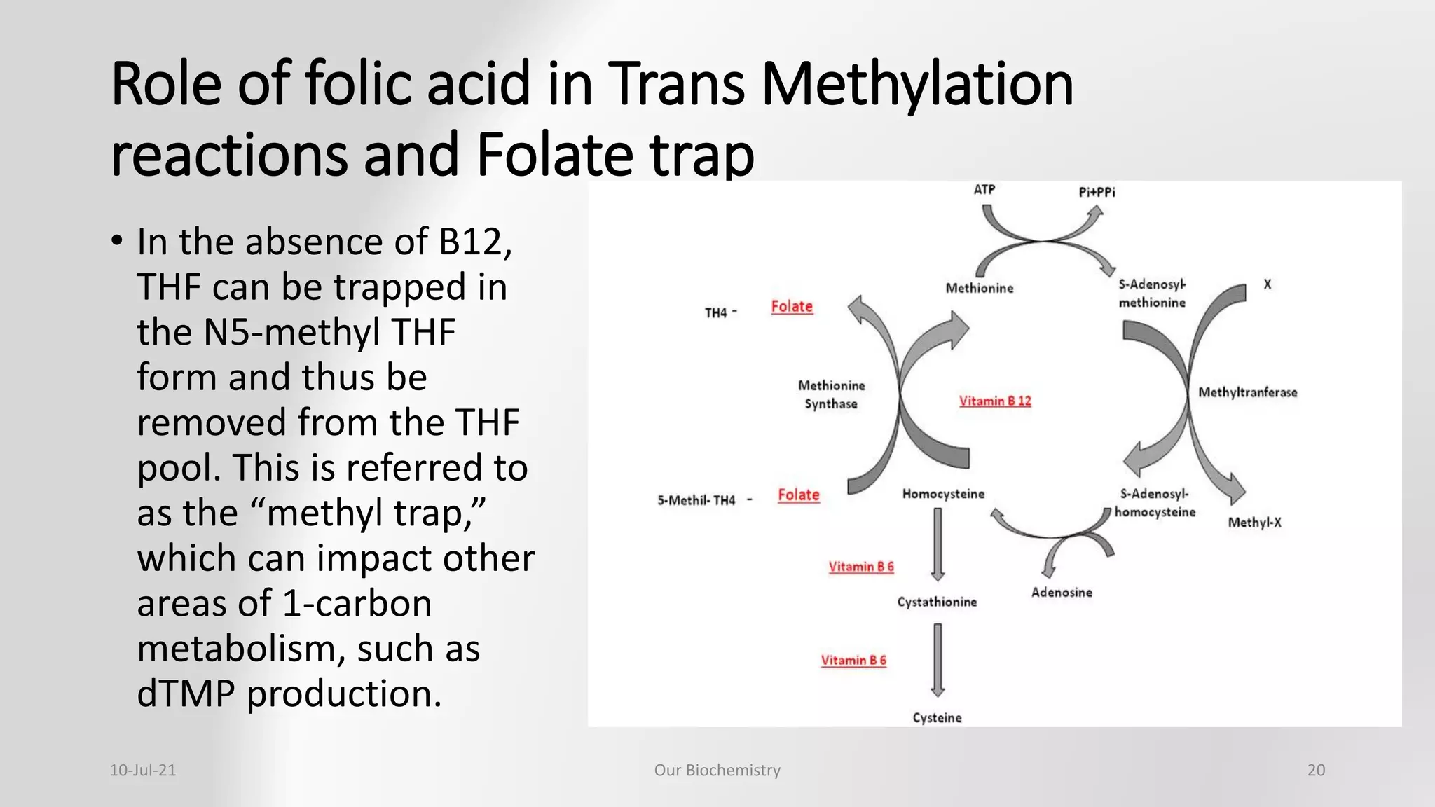 Folic acid- Chemistry, One carbon metabolism and megaloblastic anemia | PDF