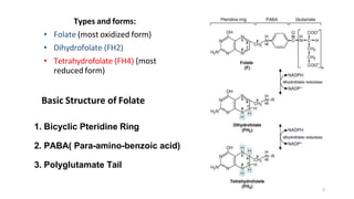 Folic Acid and B12.pptx