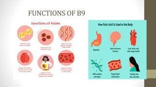 folic acid and effect on RBC production .pptx