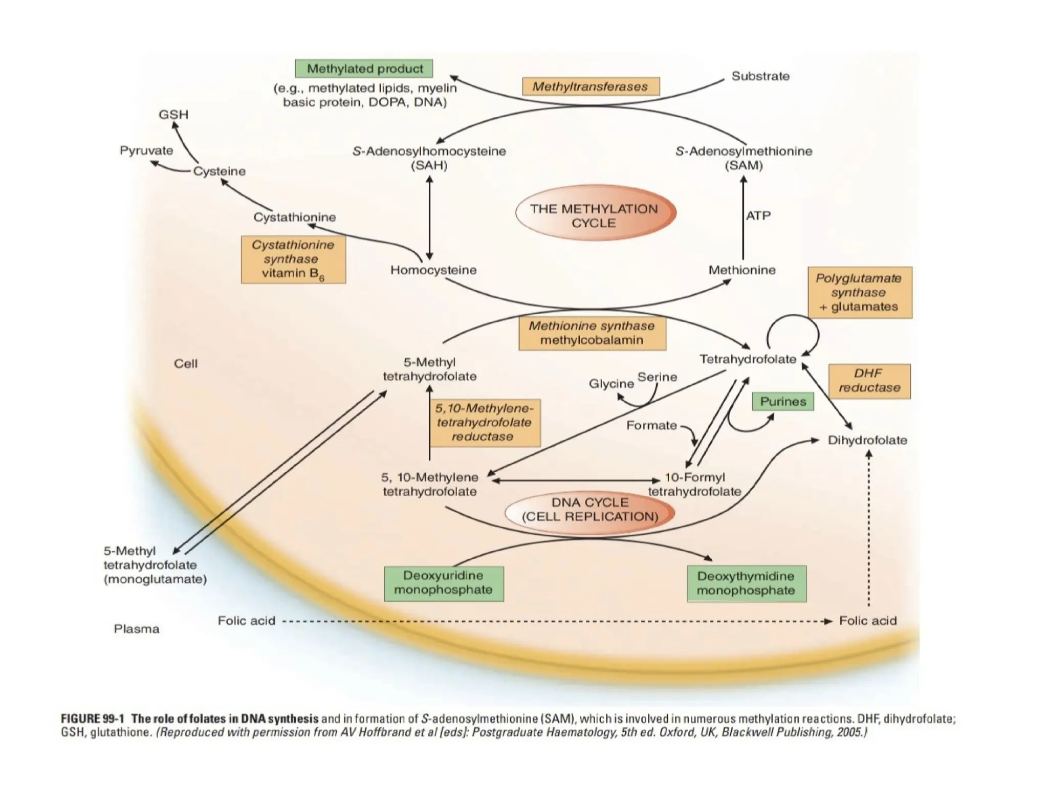 FOLIC ACID DEFICIENCY I N CLINICAL PRACTICEpptx | PPT