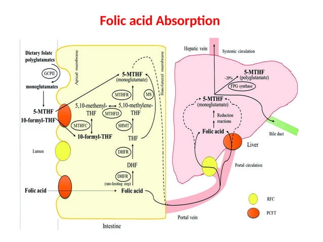 FOLIC ACID DEFICIENCY I N CLINICAL PRACTICEpptx | PPTX