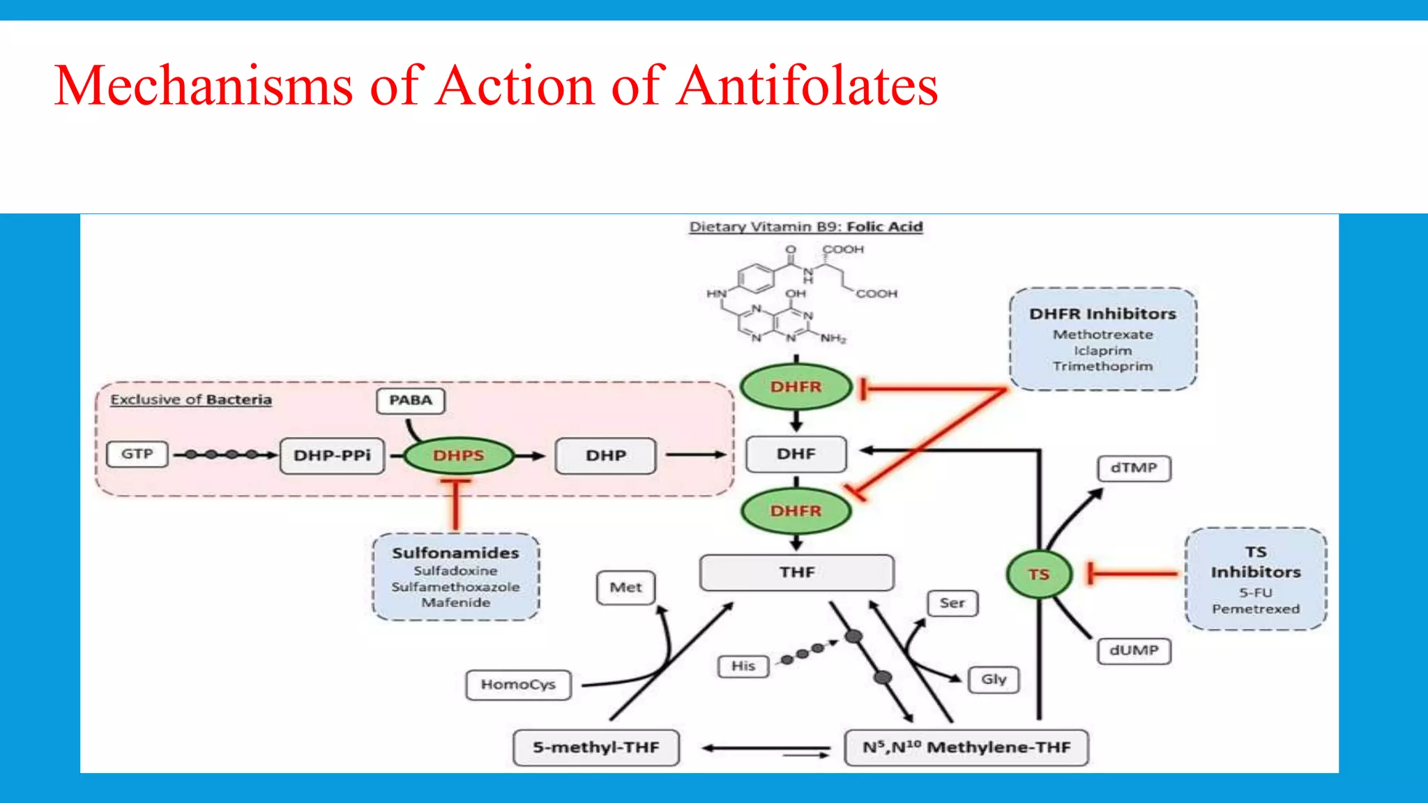 Folic acid synthesis & reductase inhibitors | PPTX
