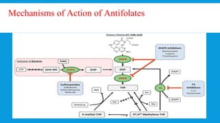 Folic acid synthesis & reductase inhibitors | PPTX