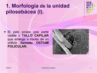 Foliculo Pilosebaceo | PPT